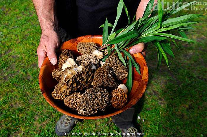 Stock photo of Man showing picked Common morel fungus in his basket ...