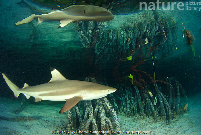 Stock photo of Blacktip reef shark (Carcharhinus melanopterus) swimming ...