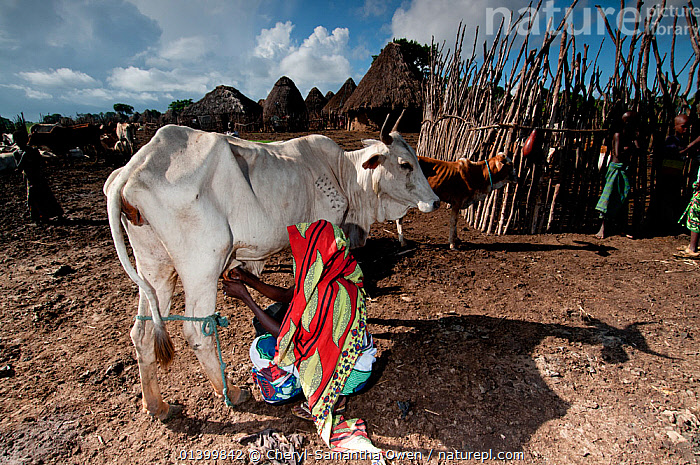 Stock photo of An orma woman milks a cow, part of pastoralist tribe ...