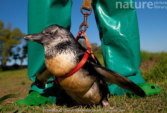 Stock photo of Black footed penguin (Spheniscus demersus) this penguin ...