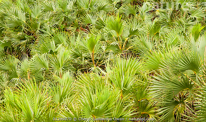 Stock photo of Doum palm trees (Hyphaene compressa) Tana River Delta ...