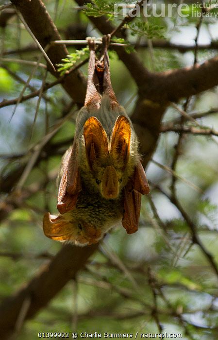 Stock photo of Yellow-winged Bat (Lavia frons) adult resting in tree ...