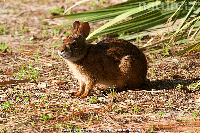 Stock photo of Swamp Rabbit (Sylvilagus aquaticus) Everglades National ...