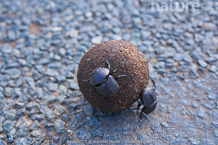 Stock photo of Dung Beetles (Scarabaeus aeratus) rolling a ball of dung ...