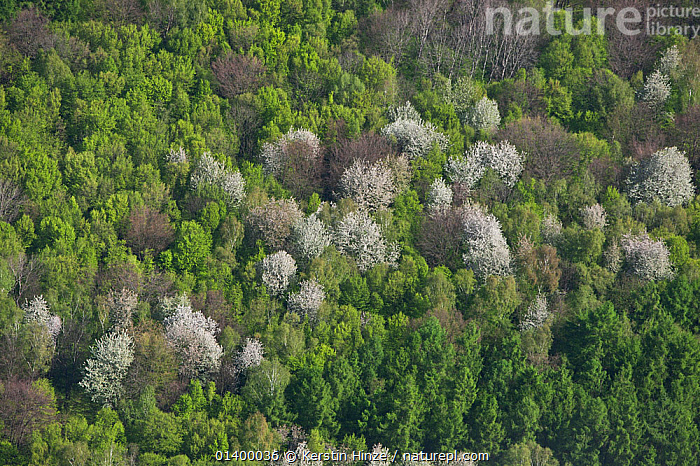 Stock photo of Aerial view of forest with white flowering wild Cherry ...
