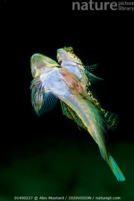 Stock photo of Pair of Reticulated dragonets (Callionymus reticulatus ...