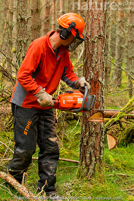 Stock photo of RSPB staff felling pine trees in plantation to create ...