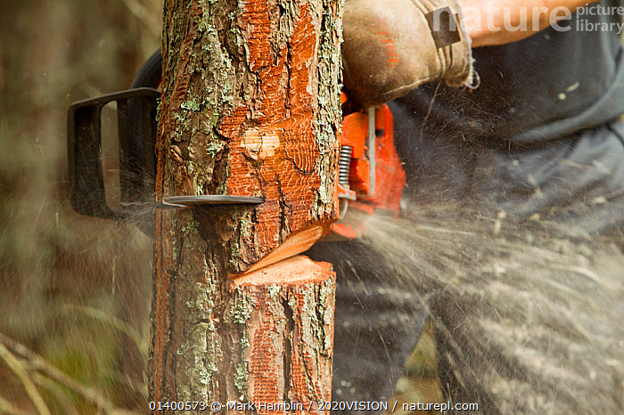 Stock photo of RSPB staff felling pine trees in plantation to create ...