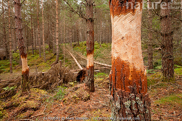 Stock photo of Ring barked pine tree as part of management orogramme to ...