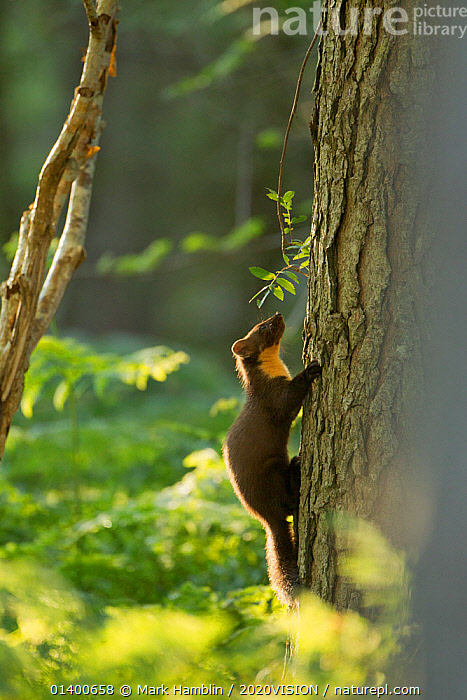 Stock photo of Pine marten (Martes martes) juvenile climbing pine tree ...