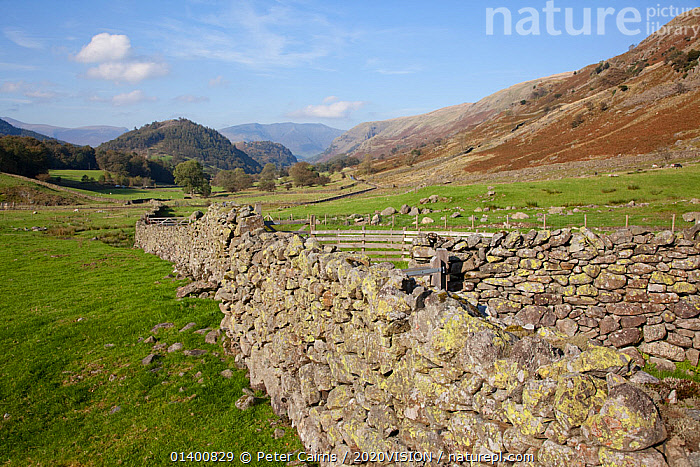 Stock photo of Dry stone wall and sheep fold. Helvellyn, Lake District ...