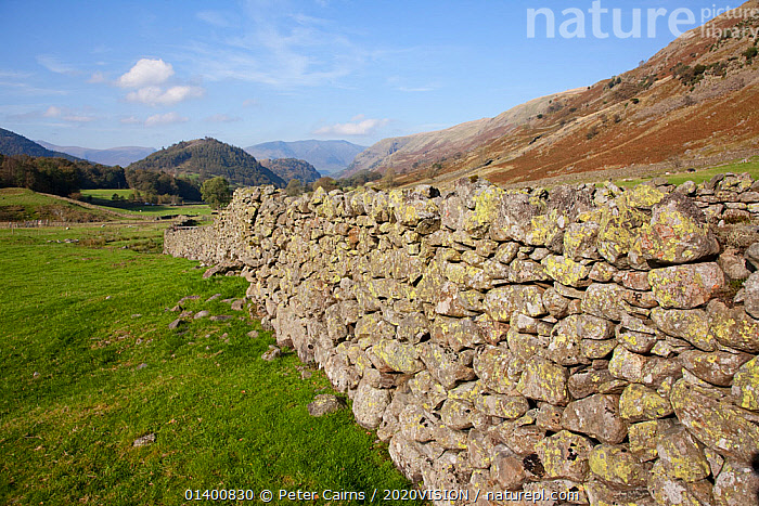 Stock photo of Dry stone wall and sheep fold. Helvellyn, Lake District ...