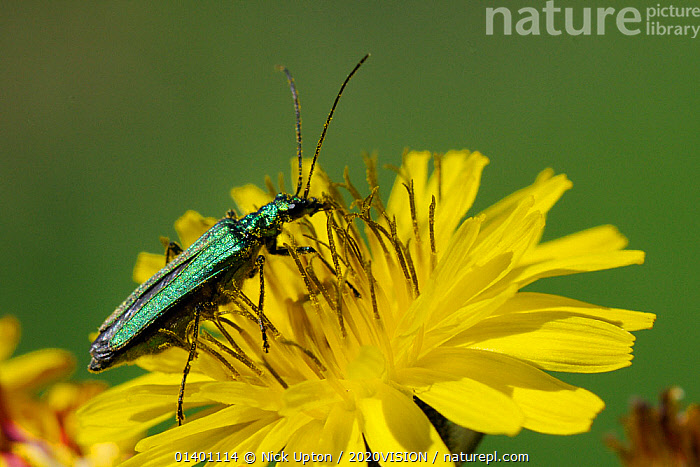 Stock photo of Female Thick-legged flower beetle / Swollen-thighed ...