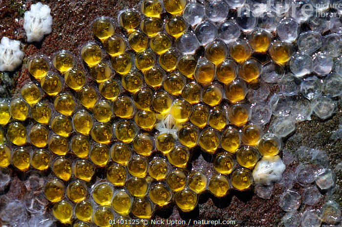 Stock photo of Developing eggs of Cornish sucker fish / Shore clingfish ...