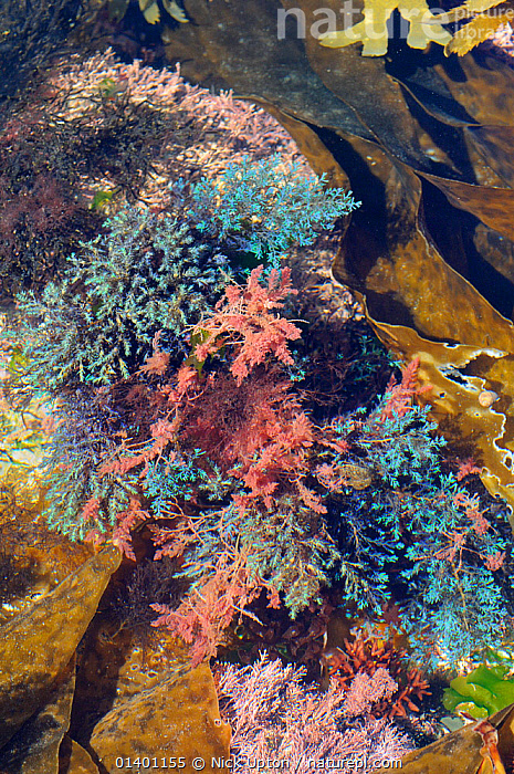 Stock photo of Colourful mix of Bushy rainbow wrack (Cystoseira ...