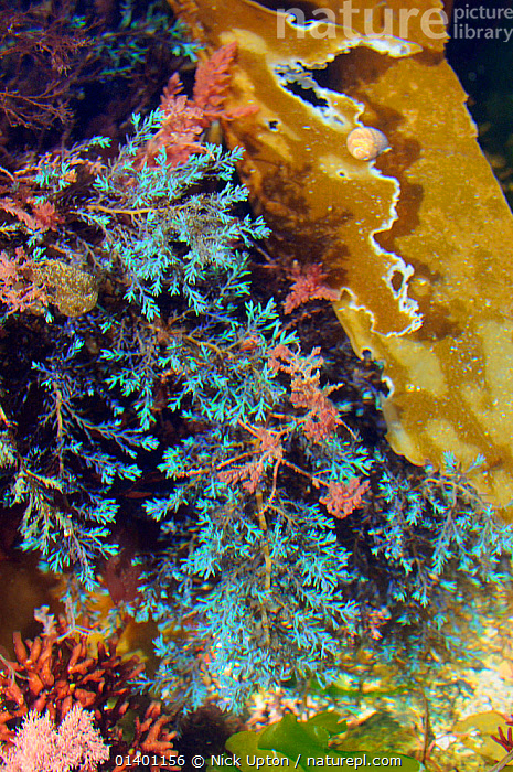 Stock photo of Colourful mix of Bushy rainbow wrack (Cystoseira ...
