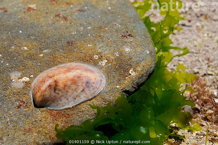 Stock photo of Young American slipper Limpet (Crepidula fornicata) an ...