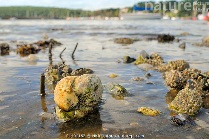 Stock photo of Group of American slipper limpets (Crepidula fornicata ...
