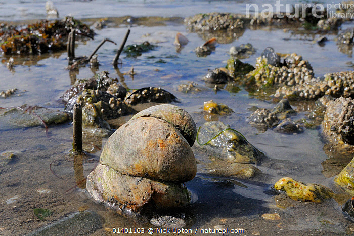Stock photo of Three American slipper limpets (Crepidula fornicata ...
