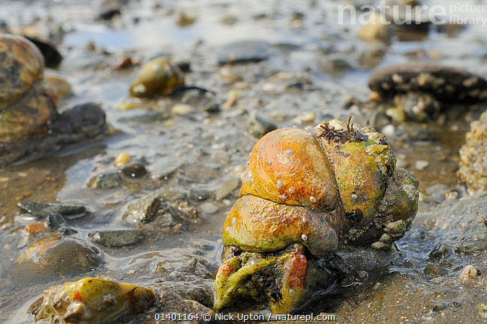 Stock photo of Four American slipper limpets (Crepidula fornicata ...