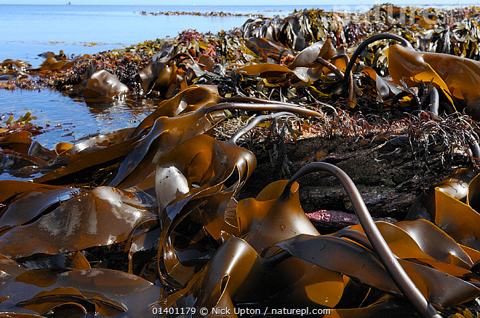 Stock photo of Dense, extensive bed of Tangleweed kelp (Laminaria ...