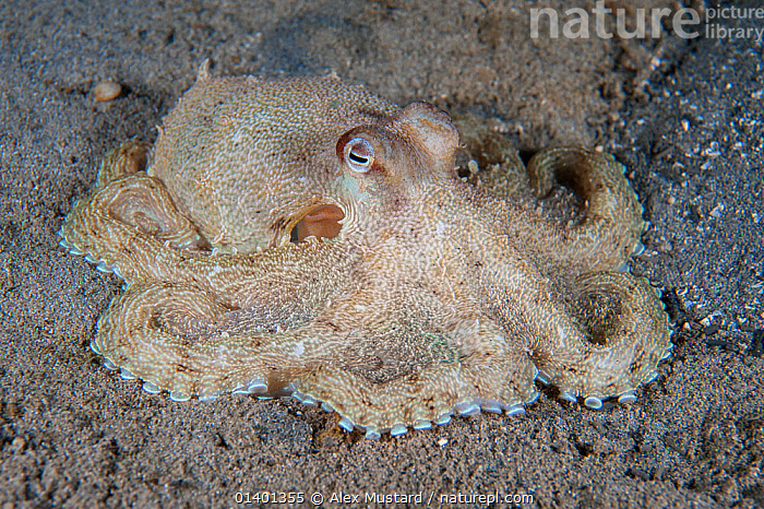 Stock photo of Southern keeled octopus (Octopus berrima) moves across ...