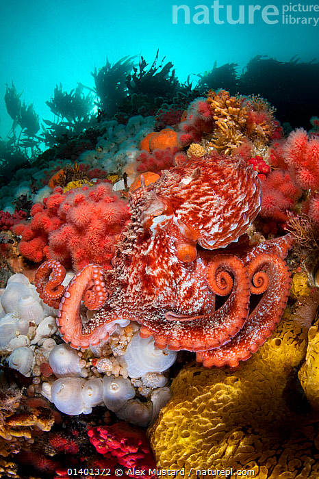 Stock photo of Pacific giant octopus (Enteroctopus dofleini) hunts for ...