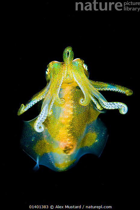 Stock photo of Big fin reef squid (Sepioteuthis lessoniana) descends ...