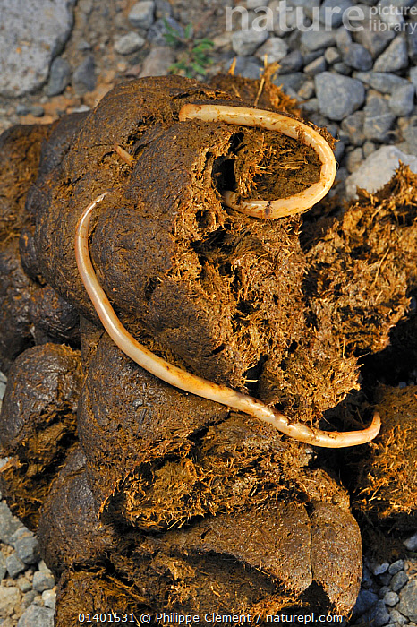 Stock photo of Horse / Equine roundworms (Parascaris equorum) in horse ...