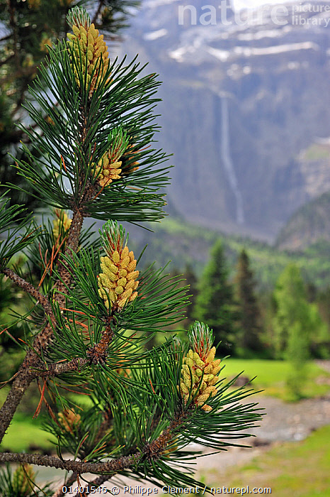 Stock photo of Mugo / Mountain pine (Pinus mugo) showing needles and ...
