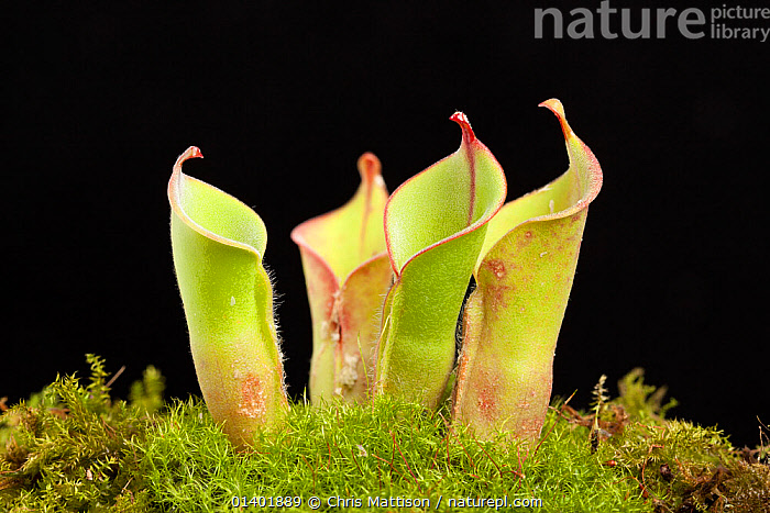 Stock photo of Sun pitcher plant (Heliamphora nutans X heterodoxa ...