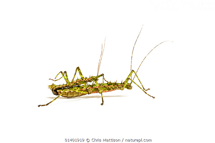 Stock photo of Mossy stick insect (Spinohirasea bengalensis), mating ...