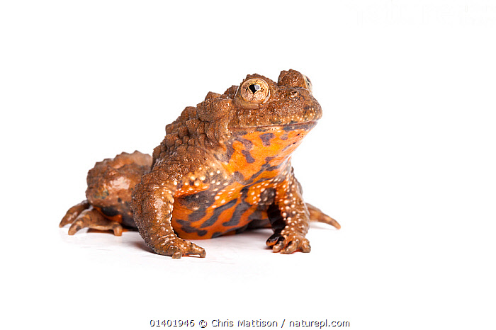 Stock photo of Giant fire-bellied toad (Bombina maxima), captive ...