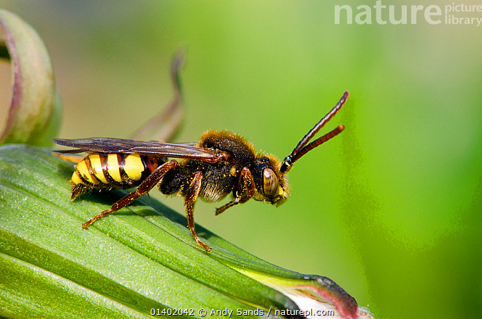 Stock photo of Nomad bee (Nomada flava) a 'cuckoo bee' who lays its ...