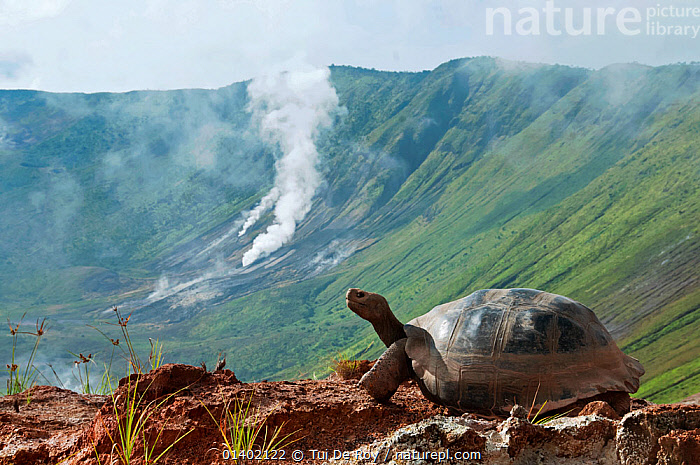 Stock photo of Volcan Alcedo giant tortoises (Chelonoidis nigra ...