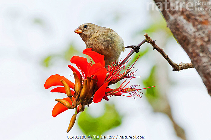 Stock photo of Small tree finch (Camarhynchus parvulus) foraging on red ...