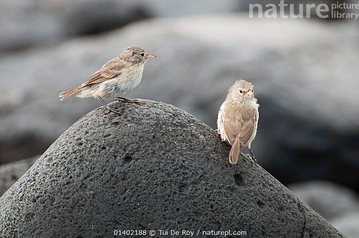 Stock photo of Green warbler finches (Certhidea olivacea) seeking small ...