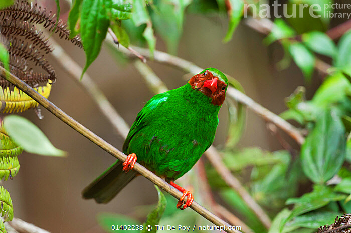 Stock photo of Grass green tanager (Chlorornis riefferii) portrait ...