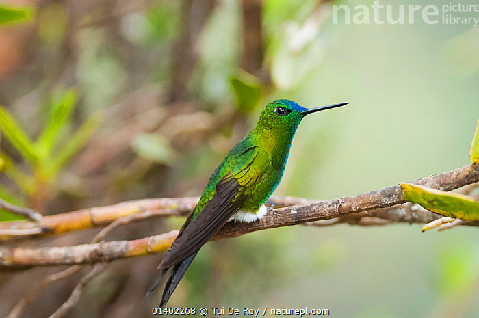 Stock photo of Sapphire-vented puffleg (Eriocnemis luciani) at rest ...