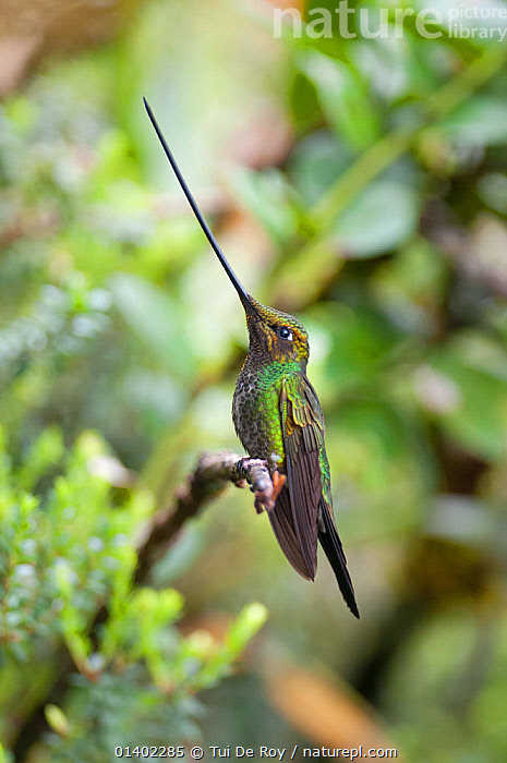 Stock photo of Sword billed hummingbird (Ensifera ensifera) profile ...