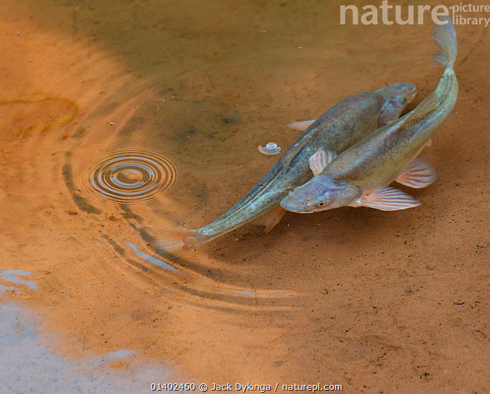 Stock photo of The humpback chubs (Gila cypha) amid Grand Canyon wall ...