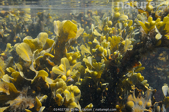 Stock photo of Bladder wrack (Fucus vesiculosus) clumps buoyed up ...