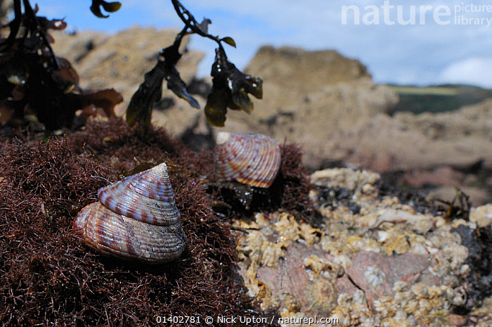 Stock photo of Two Painted top shells (Calliostoma zizyphinum) on rocks ...