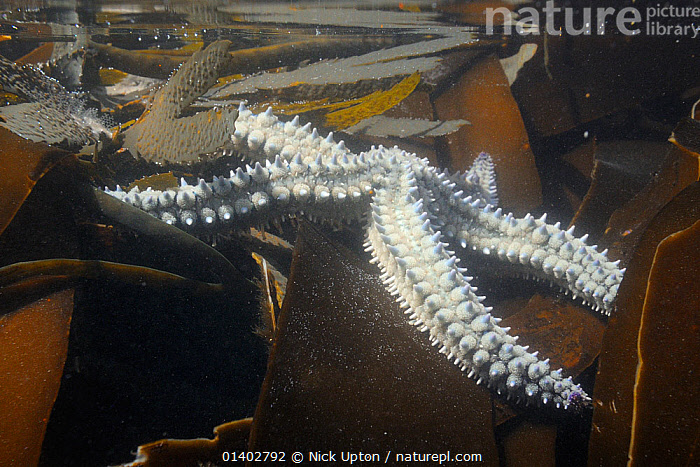 Stock photo of Spiny starfish (Marthasterias glacialis) among mix of ...