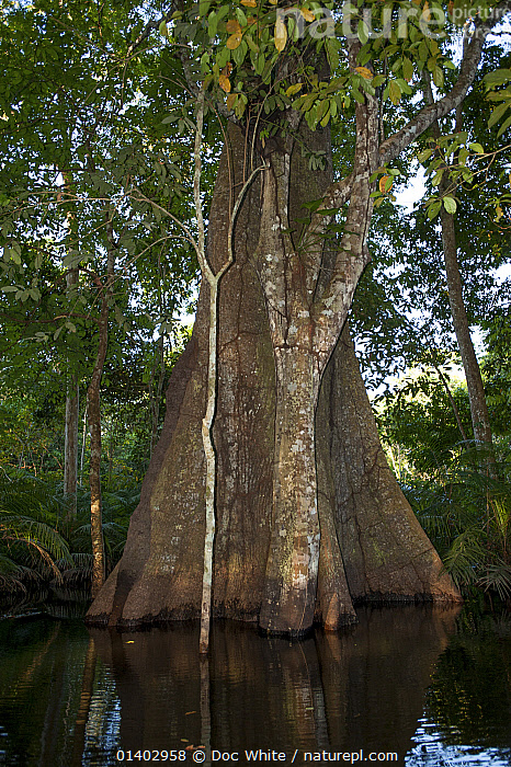 Stock photo of Kapok tree (Ceiba pentranda), Rio Negro, Amazonia ...