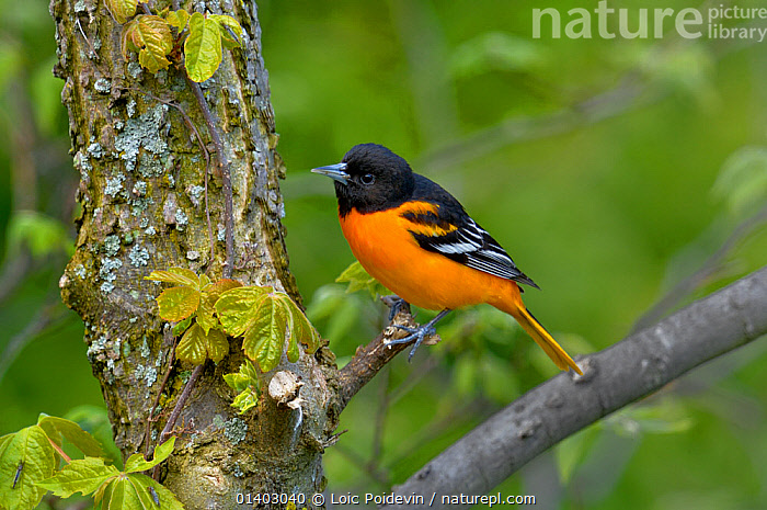 Northern Baltimore Oriole