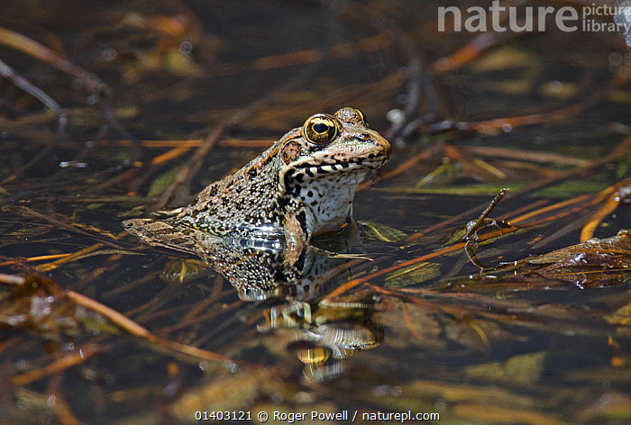 Stock photo of Marsh frog (Rana ridibunda) in breeding pond, Guerreiro ...