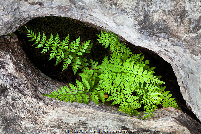 Stock photo of Brittle Bladder / Common Fragile Fern (Cystopteris ...