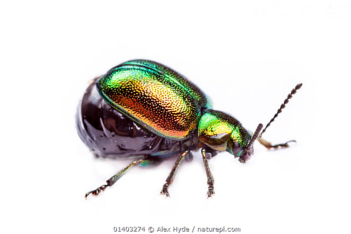 Stock photo of Green Dock Beetle (Gastrophysa viridula) female with ...