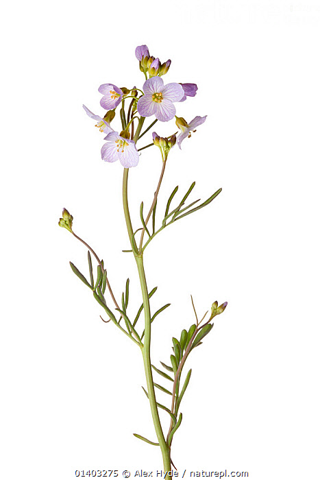 Stock photo of Cuckoo Flower / Lady's Smock (Cardamine pratensis) Peak ...
